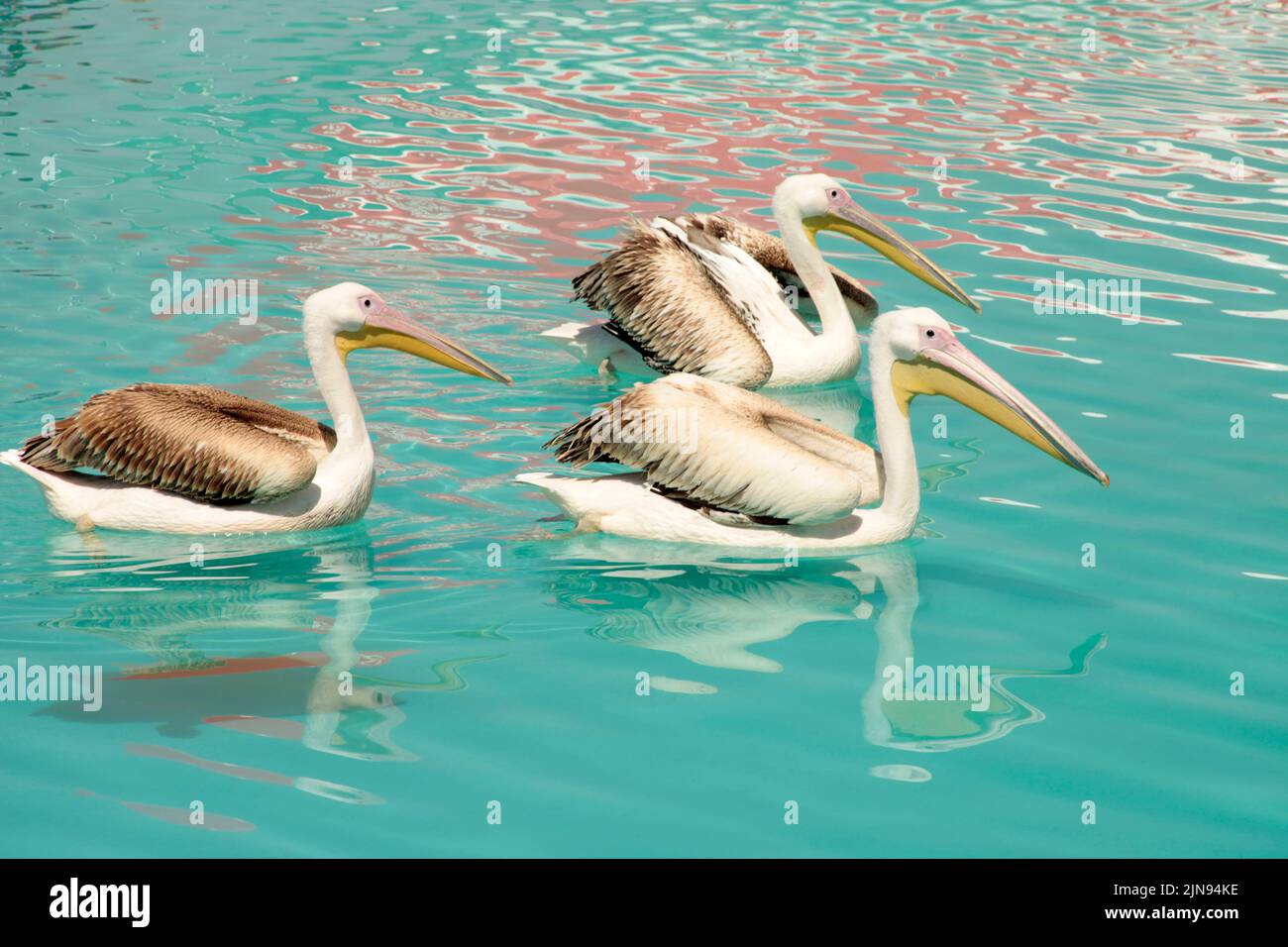 pelican birds swimming in the pool Stock Photo - Alamy