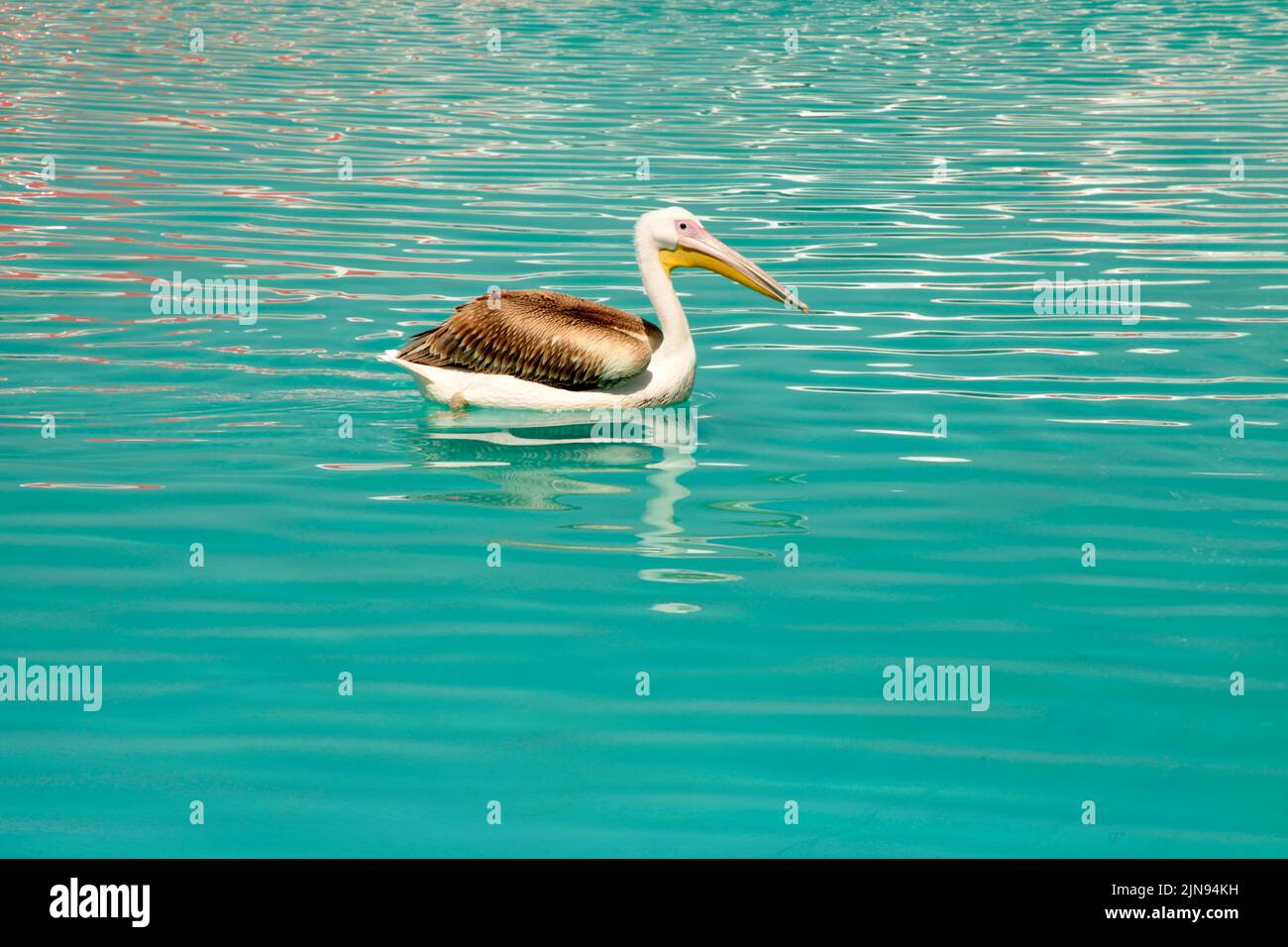 pelican bird swimming in the pool Stock Photo - Alamy