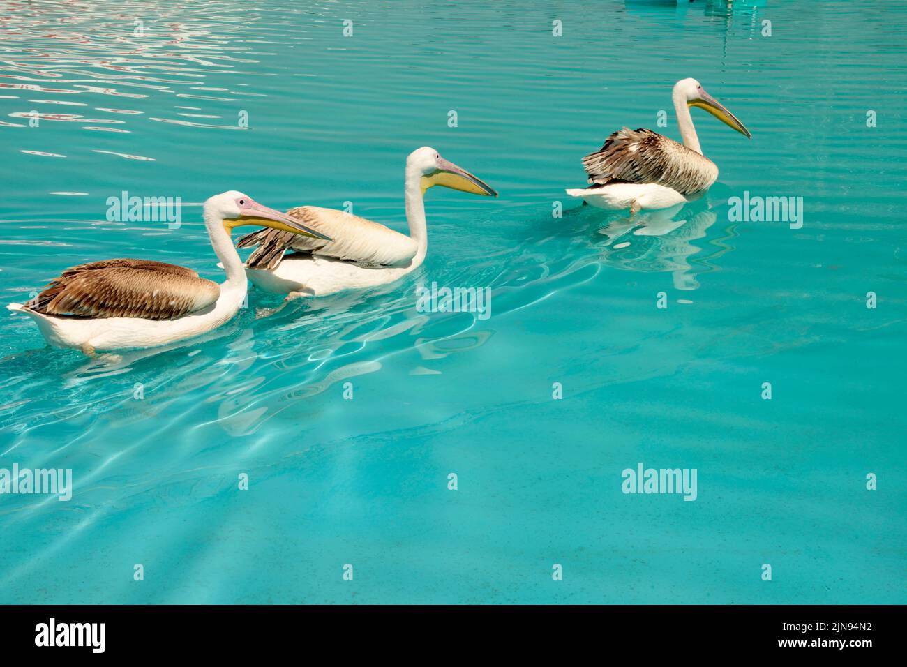 pelican birds swimming in the pool Stock Photo - Alamy