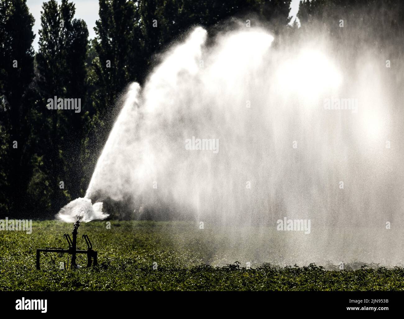 2022-08-10 09:39:34 NORTH GOUWE - A farmer waters his crops. The ...