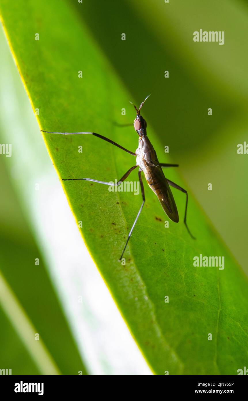 Elephant and mosquito hi-res stock photography and images - Alamy