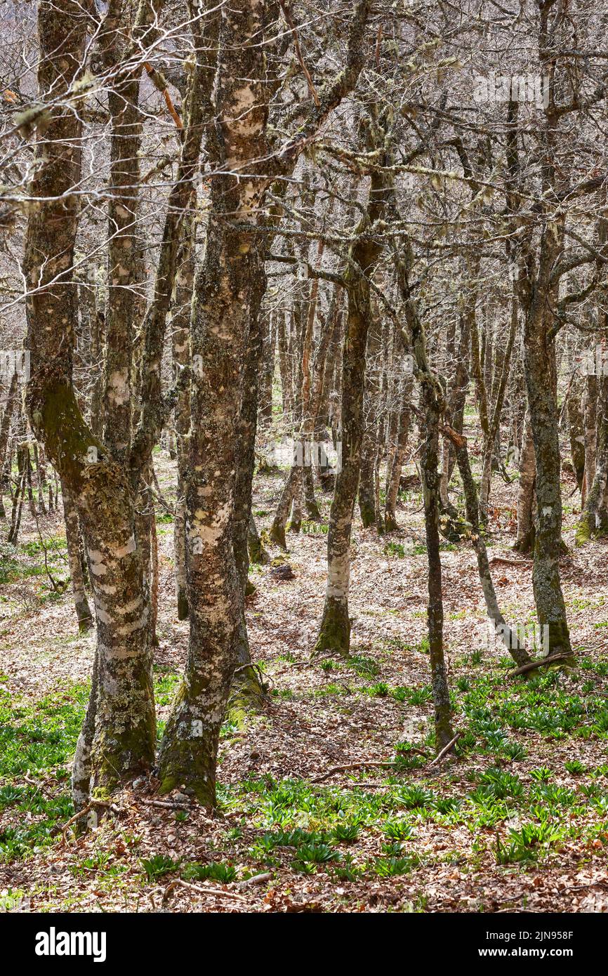Deciduous tree wood in summer. Natural environment. Nobody Stock Photo ...