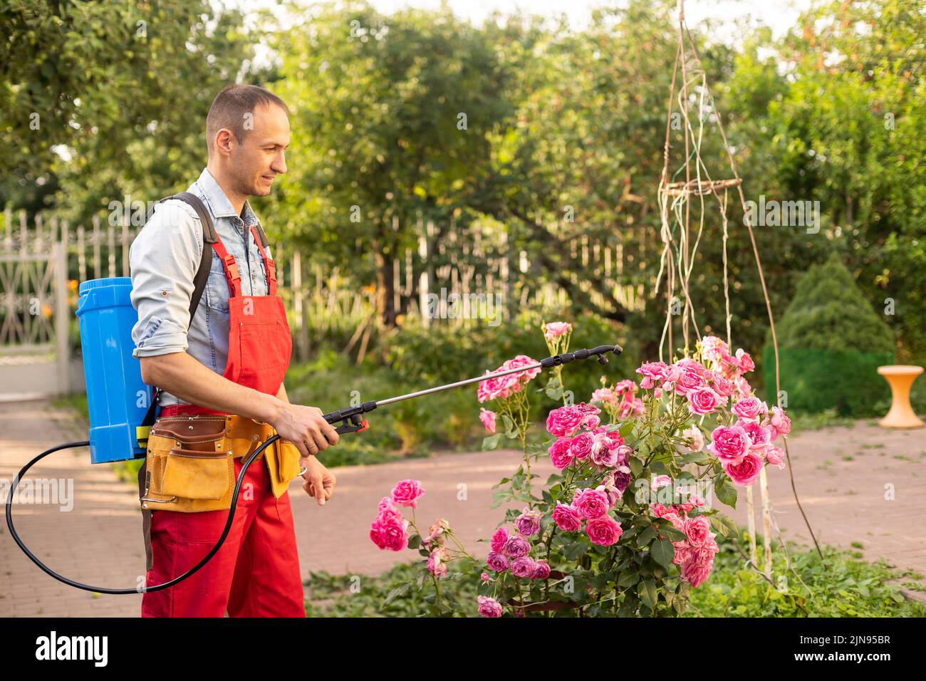 man with backpack garden spray gun under pressure handling bushes roses ...