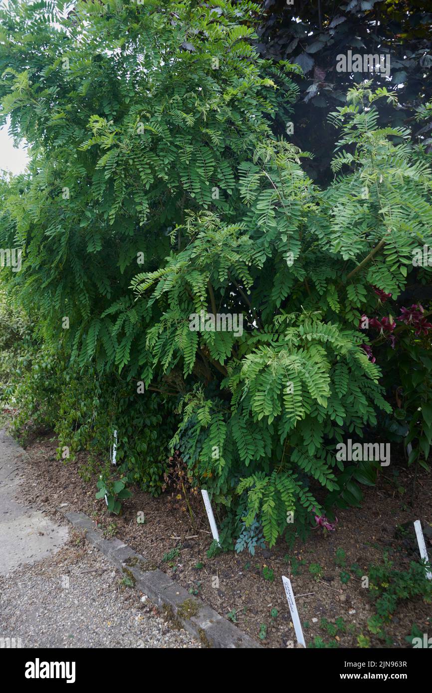 Desert false indigo (Amopha fruticose) growing outdoors in the summer ...