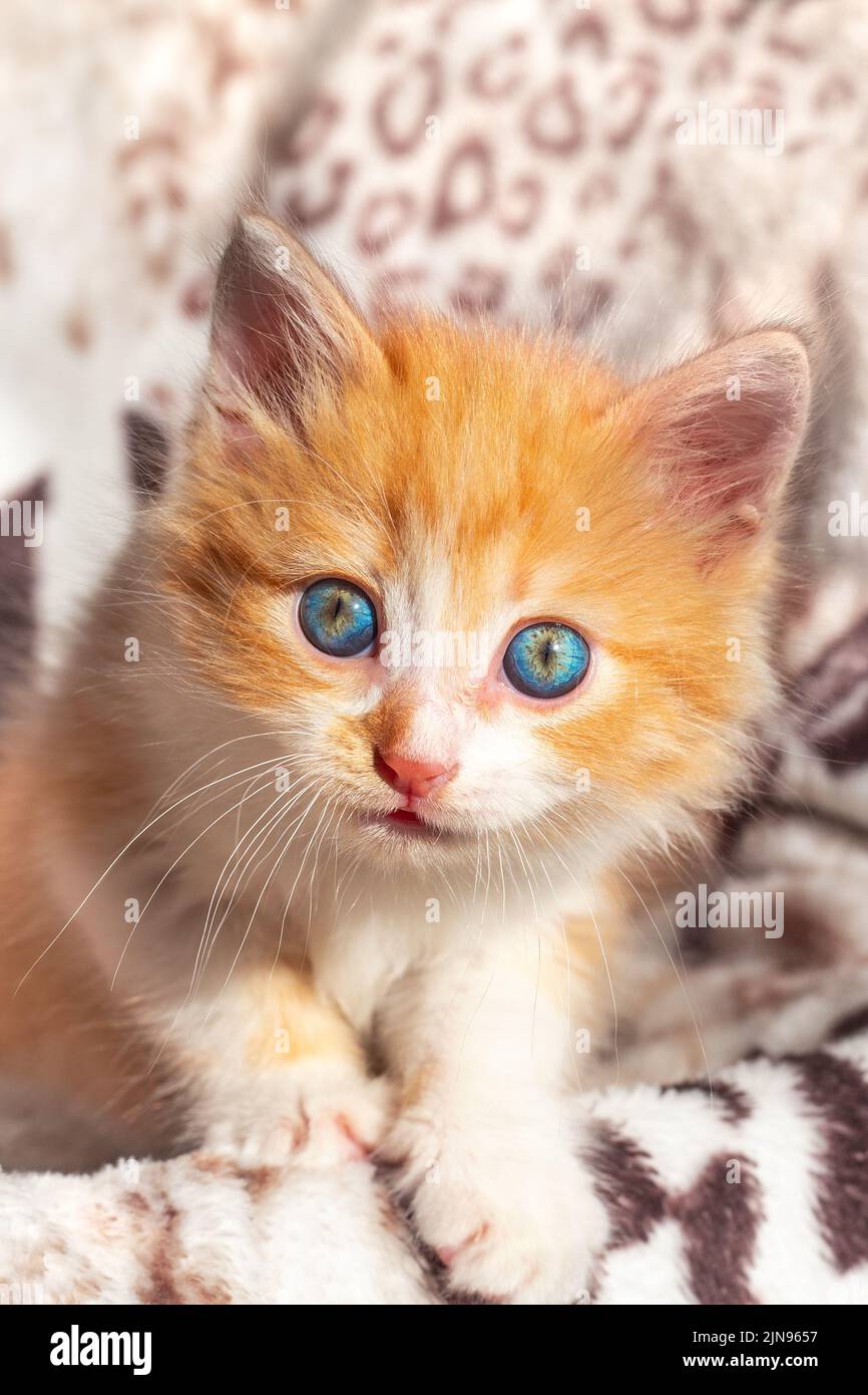 A small red kitten looks with surprise. Cat in the house, education and ...