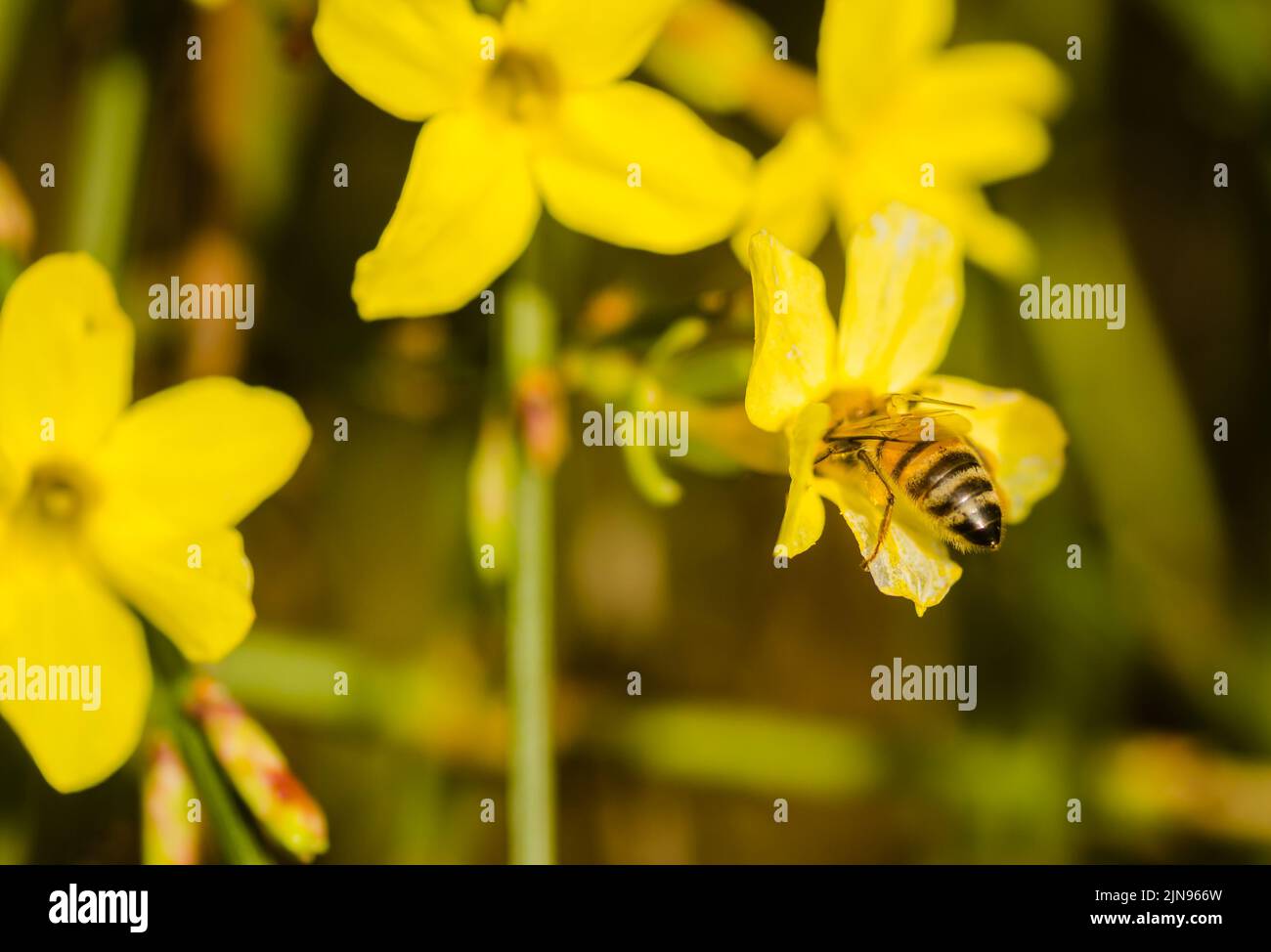 Bees in collecting honey on tiny yellow flowers of winter jasmine ...