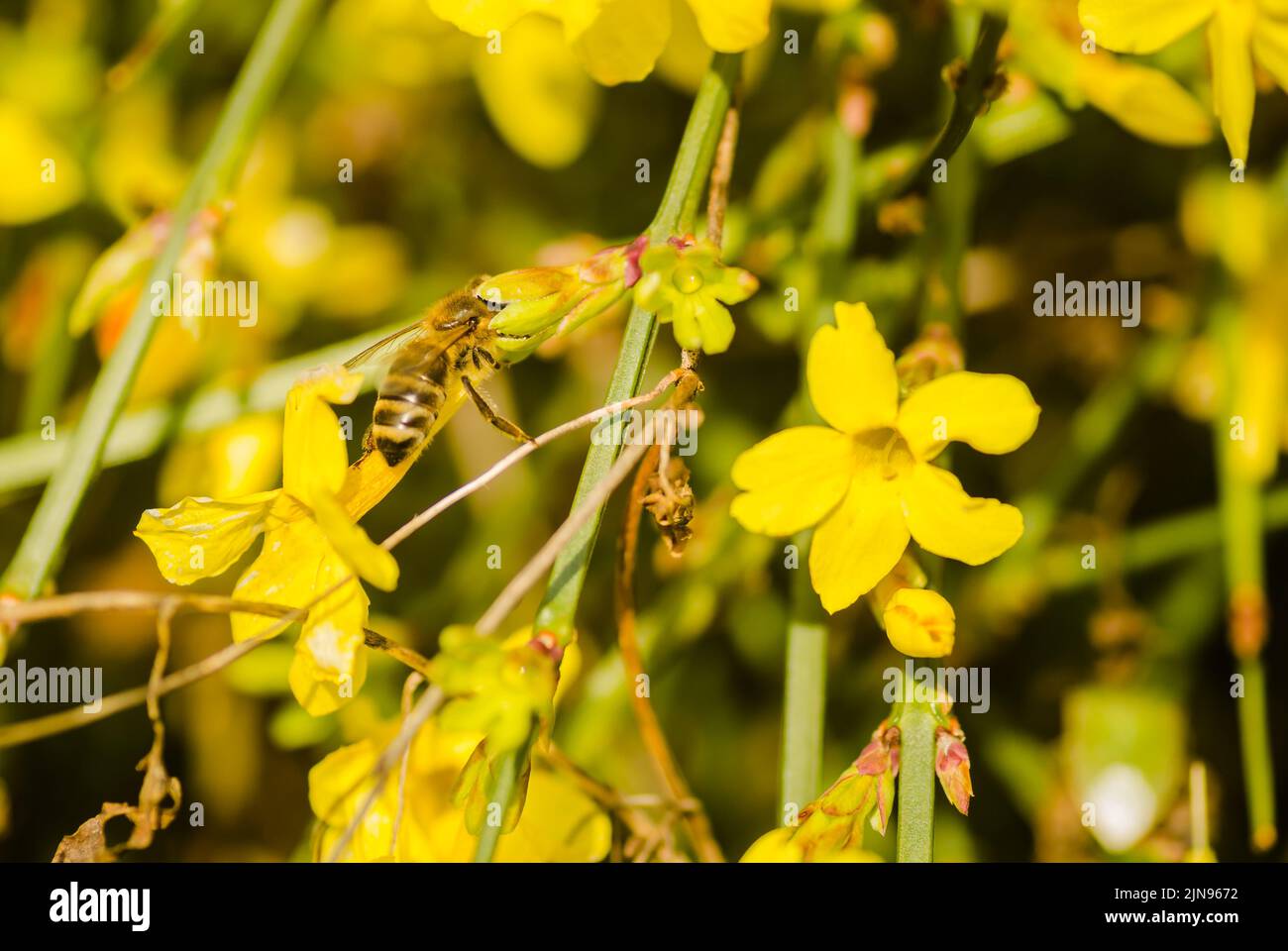Bees in collecting honey on tiny yellow flowers of winter jasmine ...