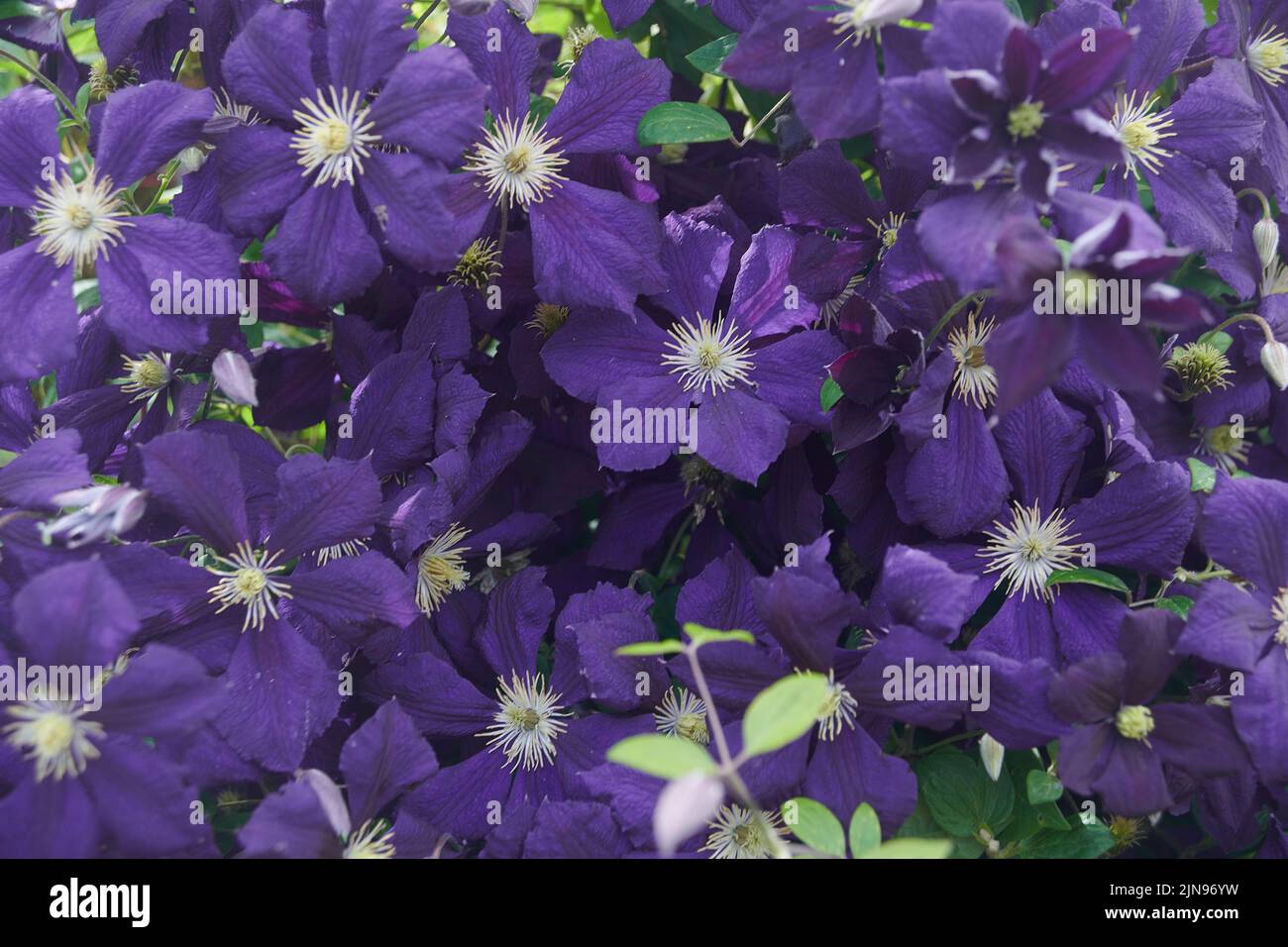 Clematis Florida flowering in the summer in East Yorkshire, England, UK ...