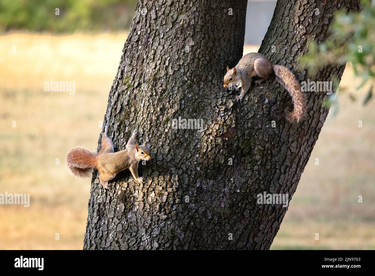 The two fox squirrels on a tree trunk. Sciurus niger Stock Photo - Alamy