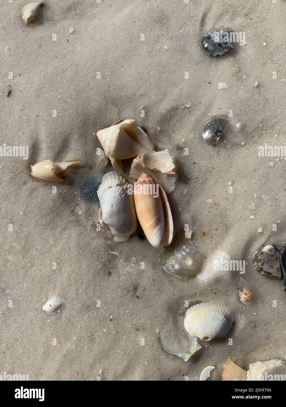A vertical closeup of different shells on the sand Stock Photo - Alamy