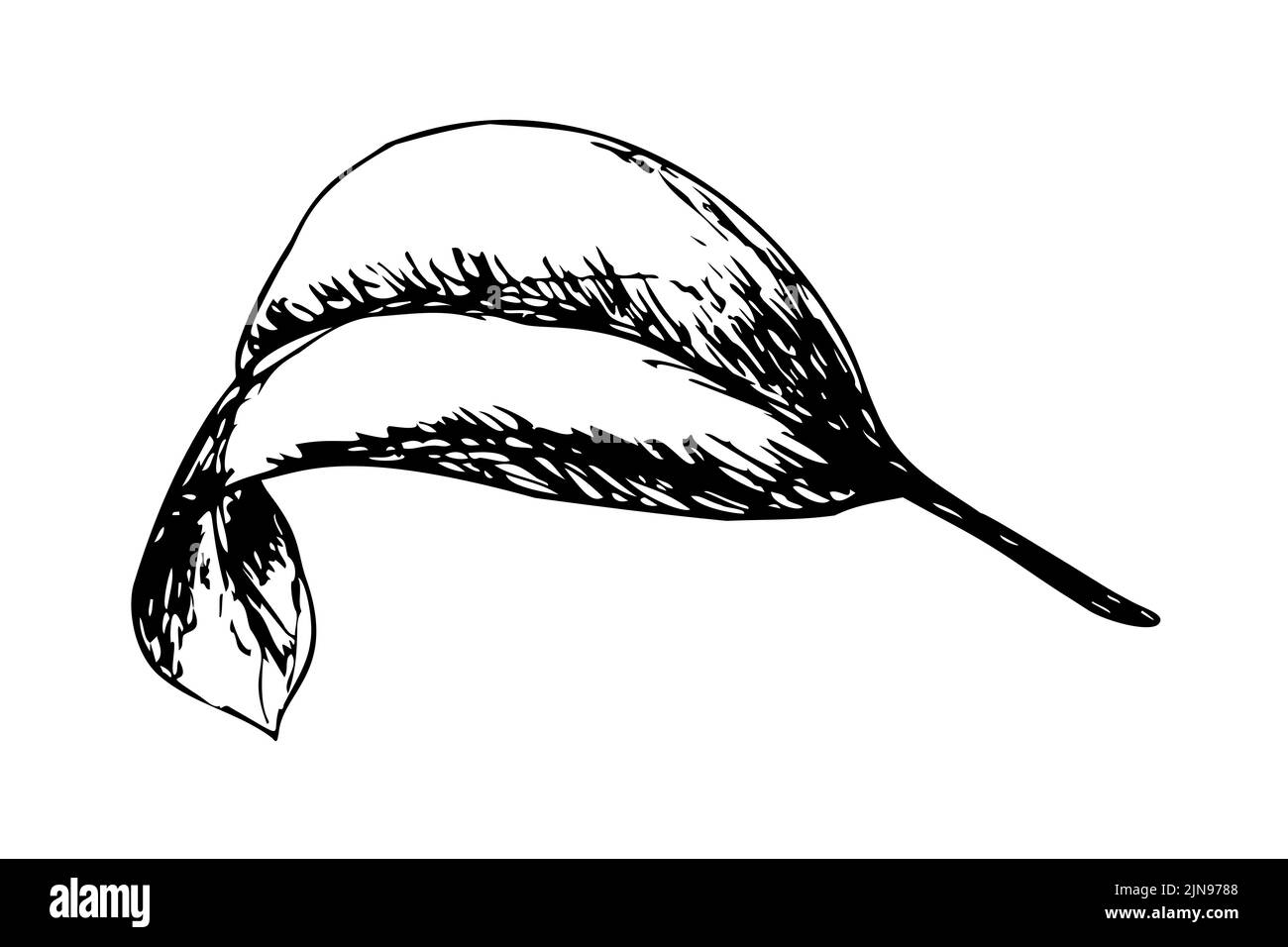 Vector doodle leaf. Shading, hand drawing. A sketch of a leaflet Stock ...