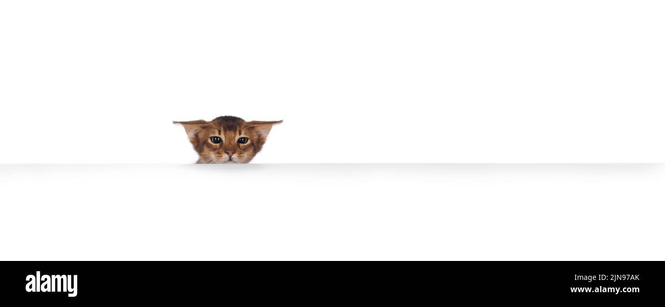 Adorable Somali cat kitten, sitting hiding edge. Looking over edge in ...