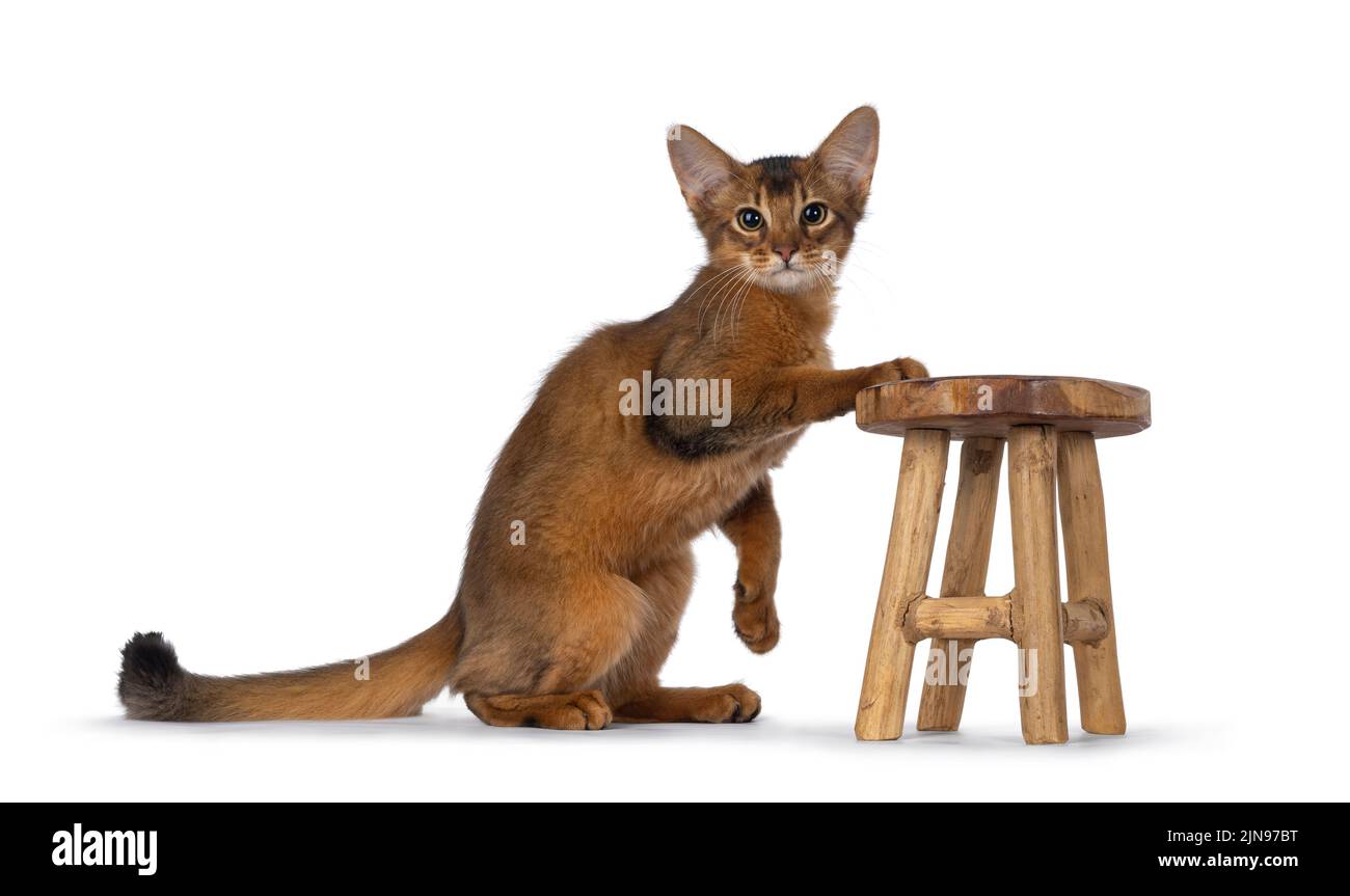 Somali people hi-res stock photography and images - Alamy
