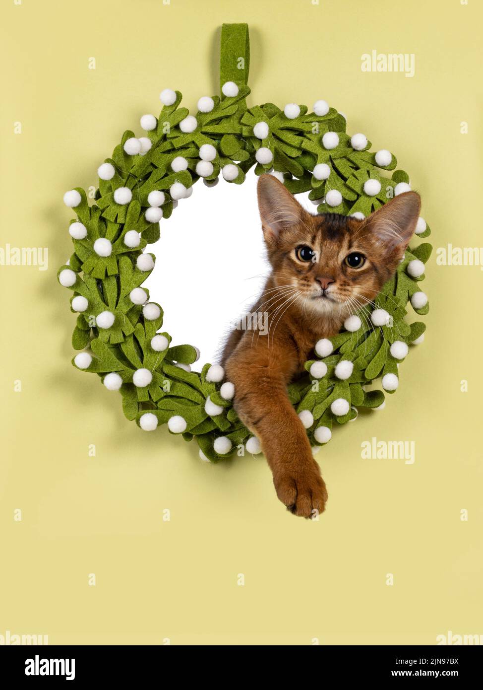 Adorable Somali cat kitten, hanging playful through christmas mistletoe ...