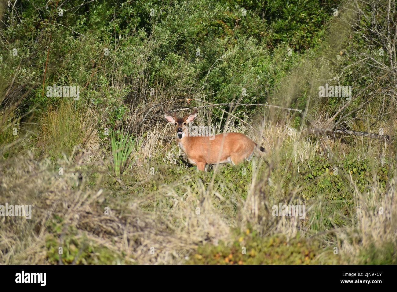 Spring buck deer with velvet antlers in a grassy clearing Stock Photo ...