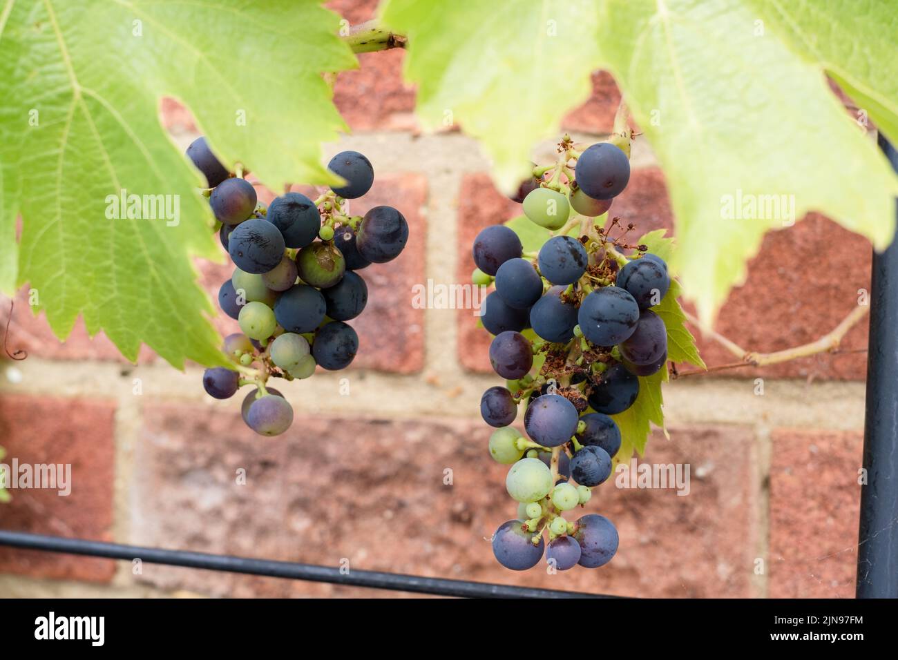 Grapes growing against wall hi-res stock photography and images - Alamy