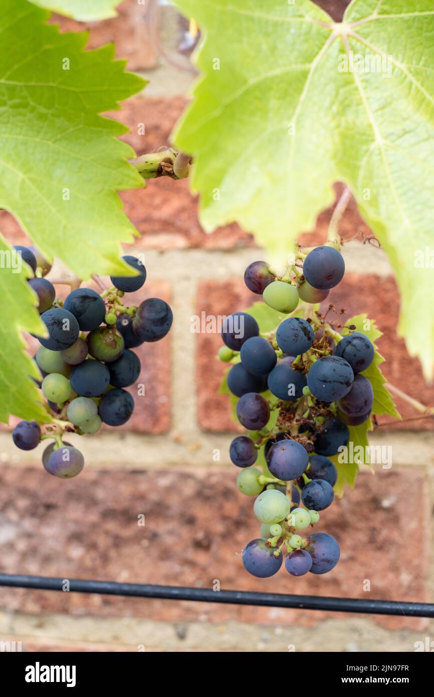 Grapes growing on ladder supports against a brick wall in a private ...