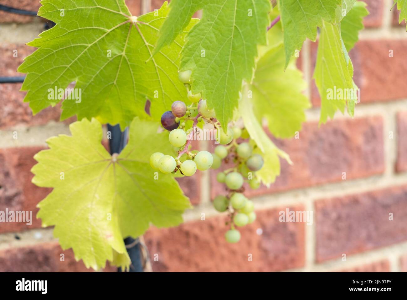 Grapes growing on ladder supports against a brick wall in a private ...