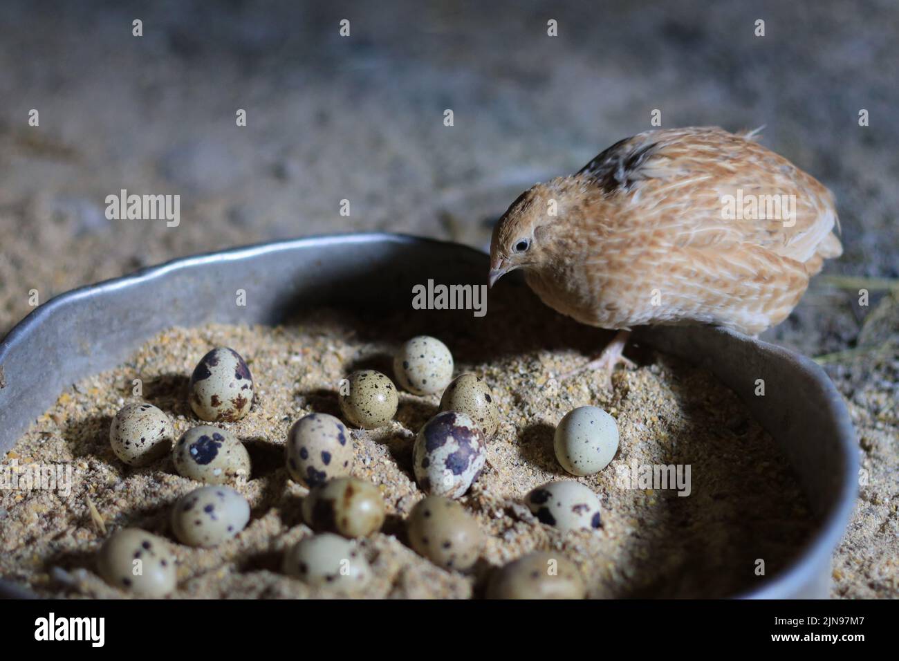Rare bird eggs hi-res stock photography and images - Alamy