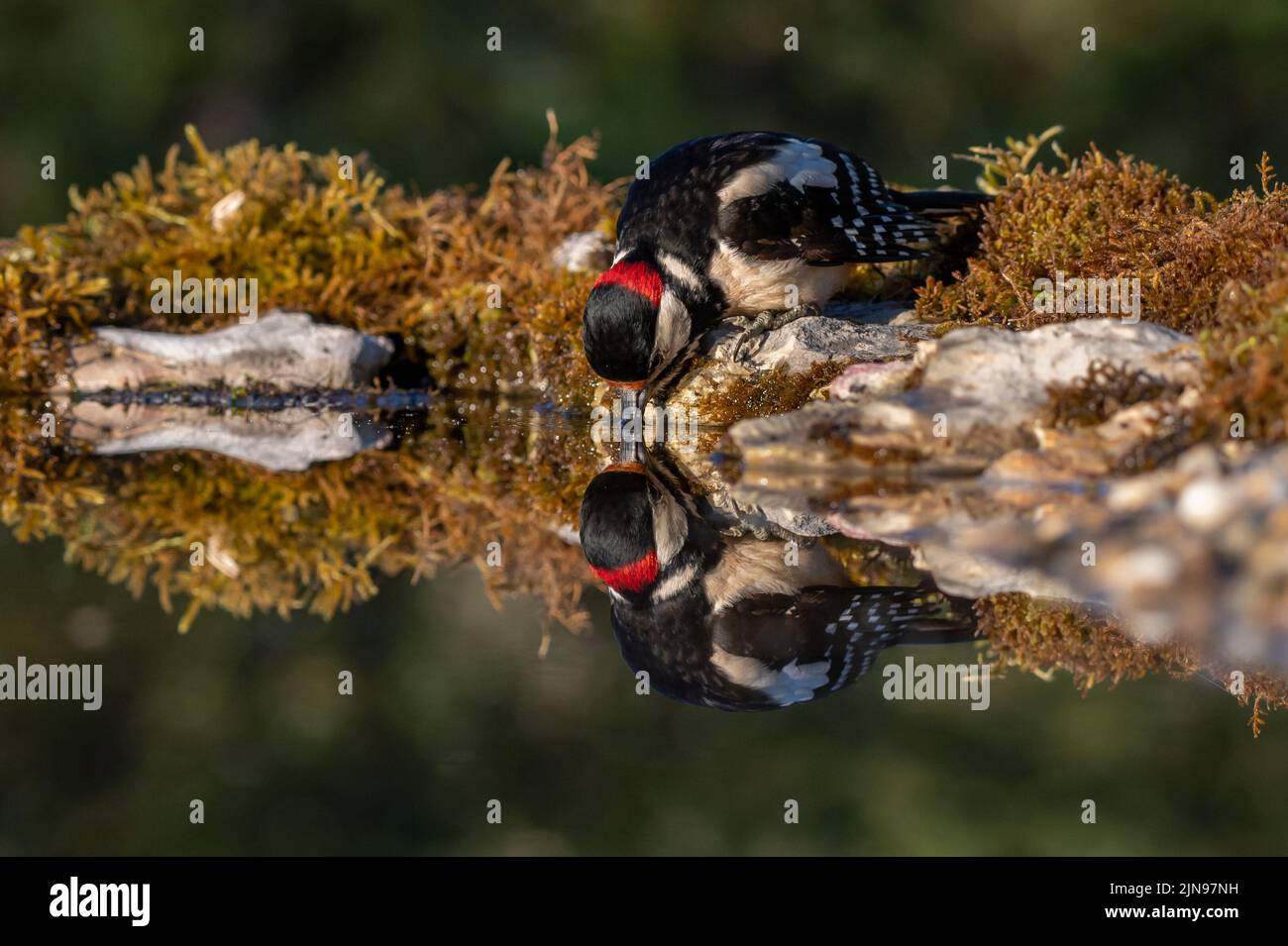 Great Spotted Woodpecker drinking with perfect reflection in a pool ...