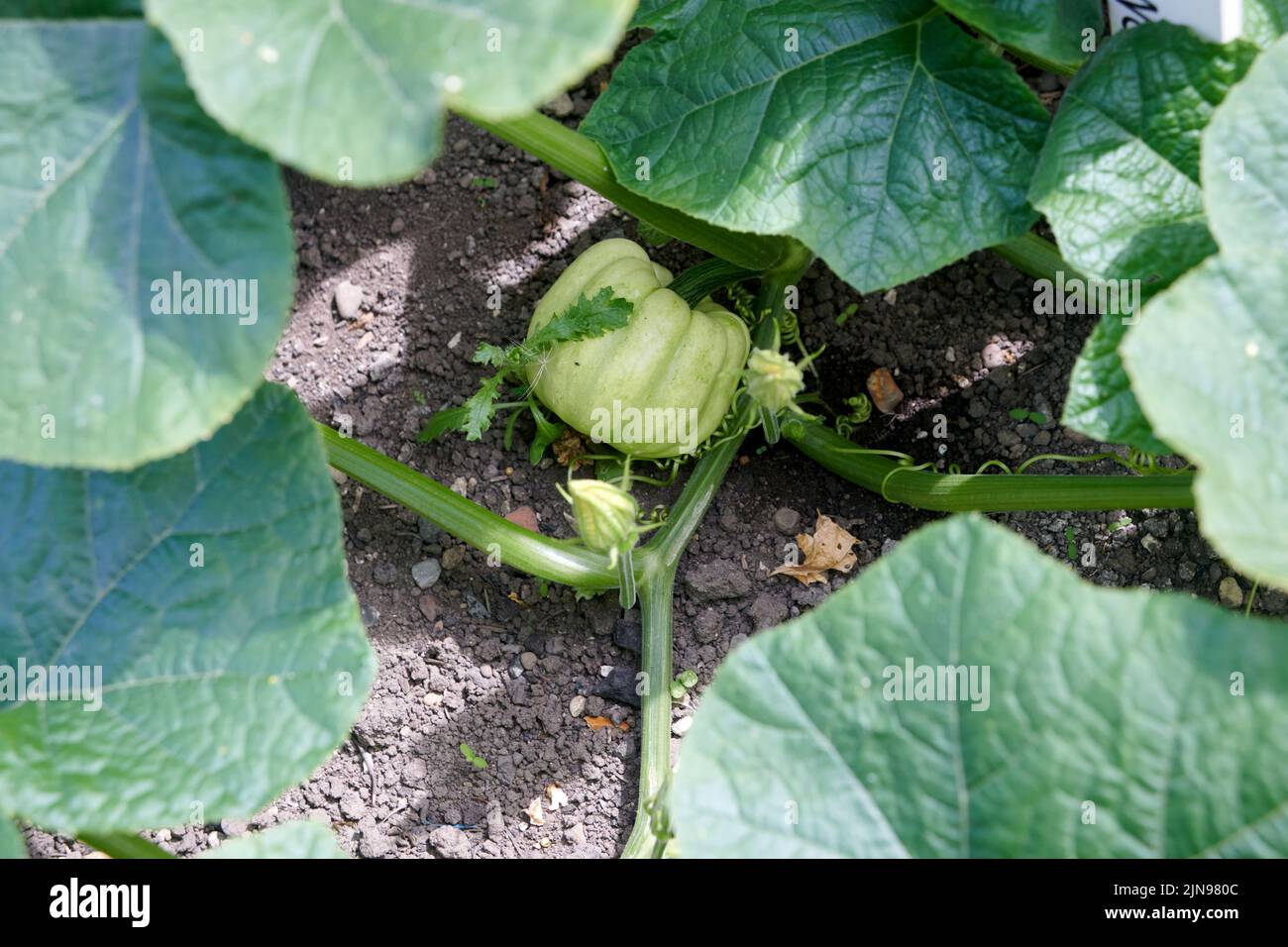 Pumpkin ( Cucurbita moschata) fruiting in East Yorkshire, England, UK ...