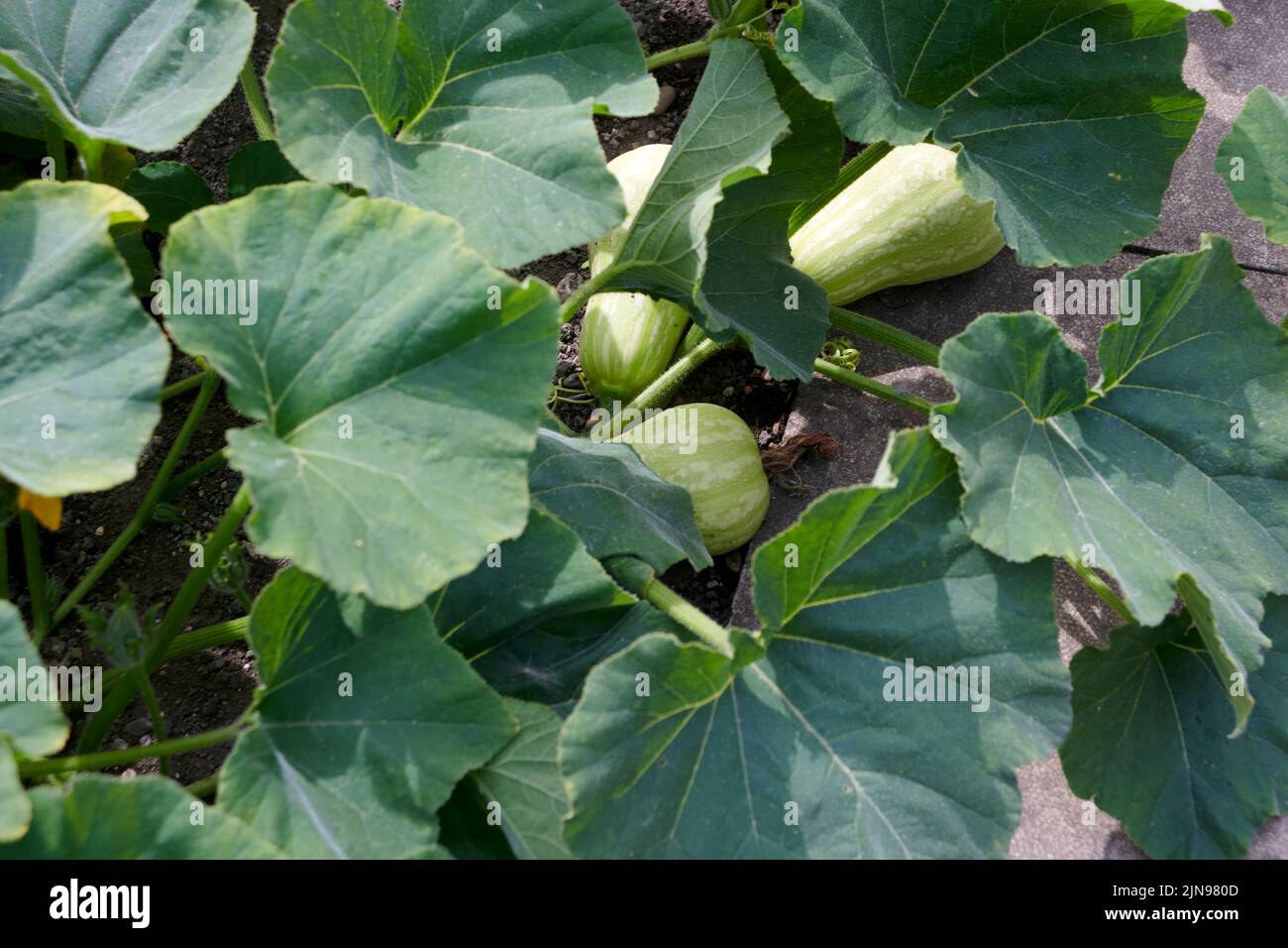 Pumpkin ( Cucurbita moschata) fruiting in East Yorkshire, England, UK ...