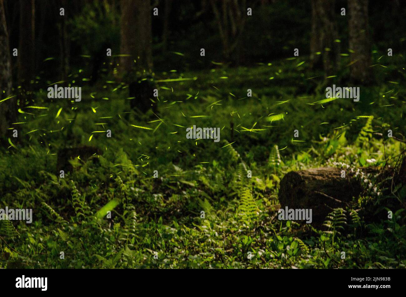 A calming landscape of a forest with flying grass in the wind Stock ...