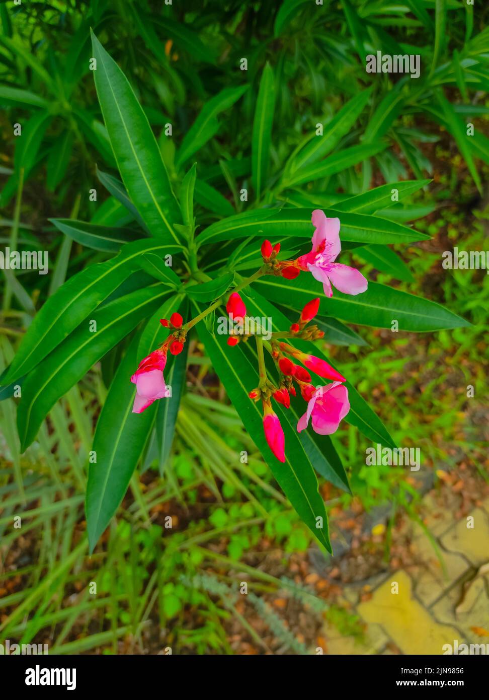 Rokto korobi hi-res stock photography and images - Alamy