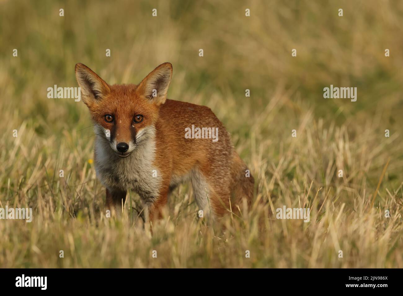 Selective of British Red Fox (Vulpes Vulpes Stock Photo - Alamy