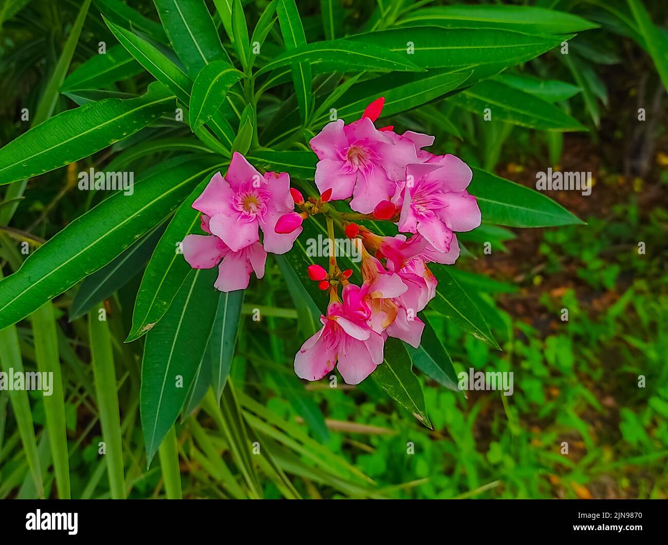 Sevvarali hi-res stock photography and images - Alamy