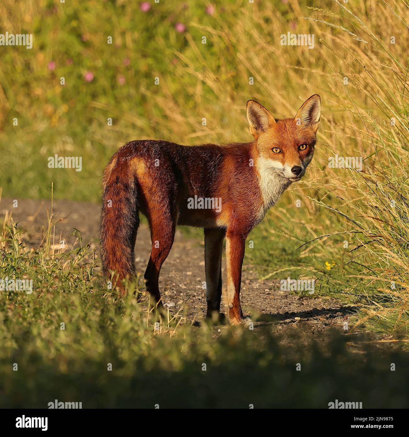 Selective of British Red Fox (Vulpes Vulpes Stock Photo - Alamy