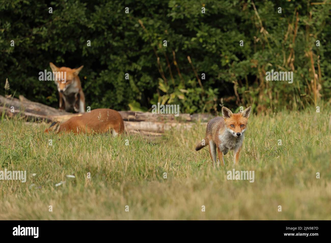 Selective of British Red Fox (Vulpes Vulpes Stock Photo - Alamy