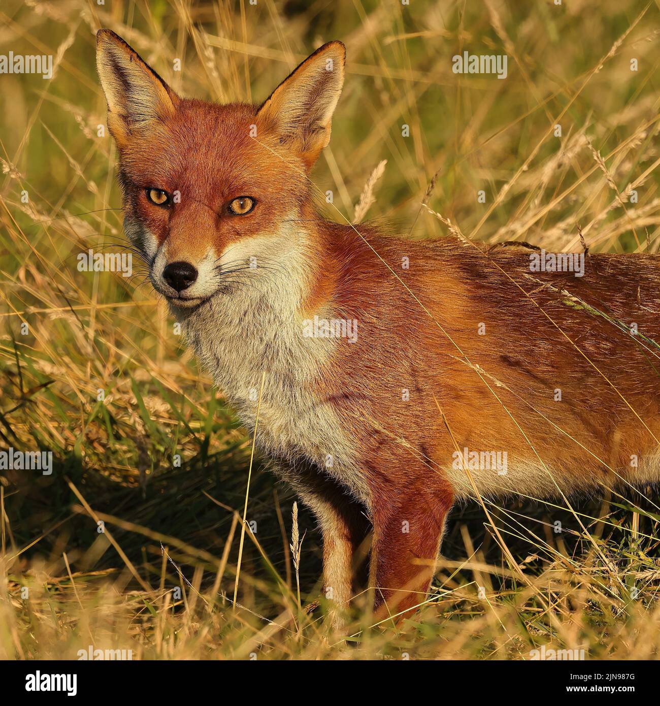 Selective of British Red Fox (Vulpes Vulpes Stock Photo - Alamy