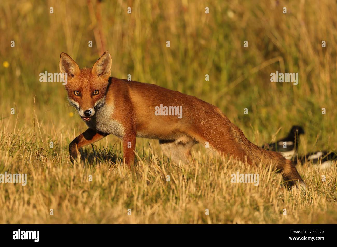 Selective of British Red Fox (Vulpes Vulpes Stock Photo - Alamy
