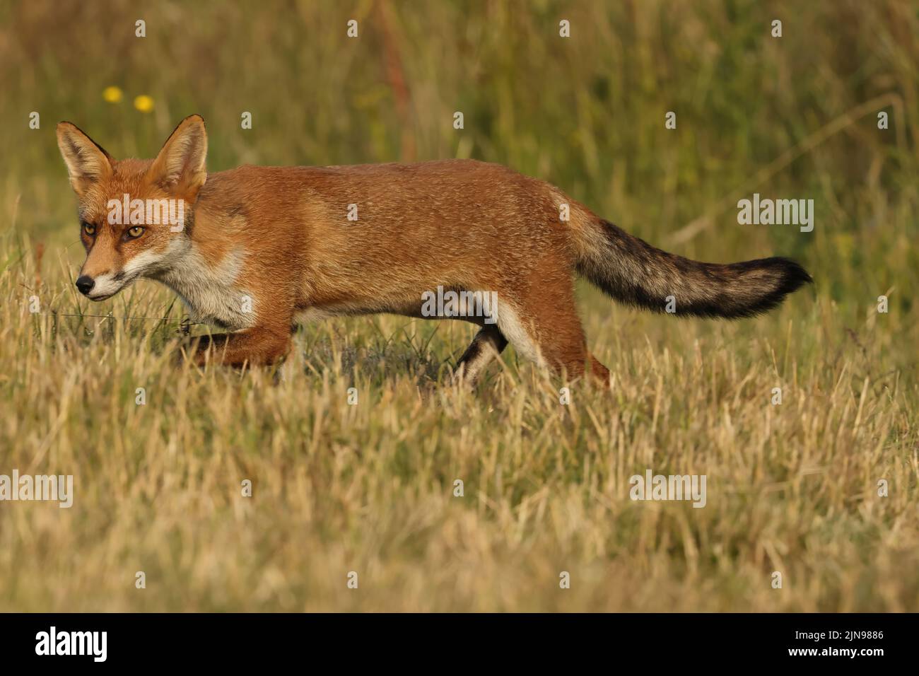 Selective of British Red Fox (Vulpes Vulpes Stock Photo - Alamy Selective of British Red Fox (Vulpes Vulpes Stock Photo - Alamy