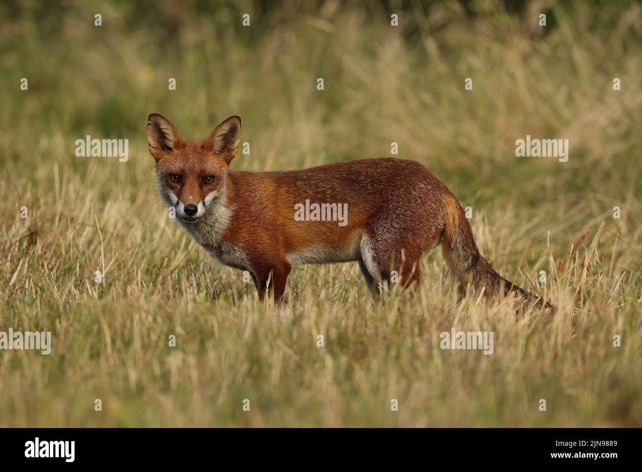 Selective of British Red Fox (Vulpes Vulpes Stock Photo - Alamy