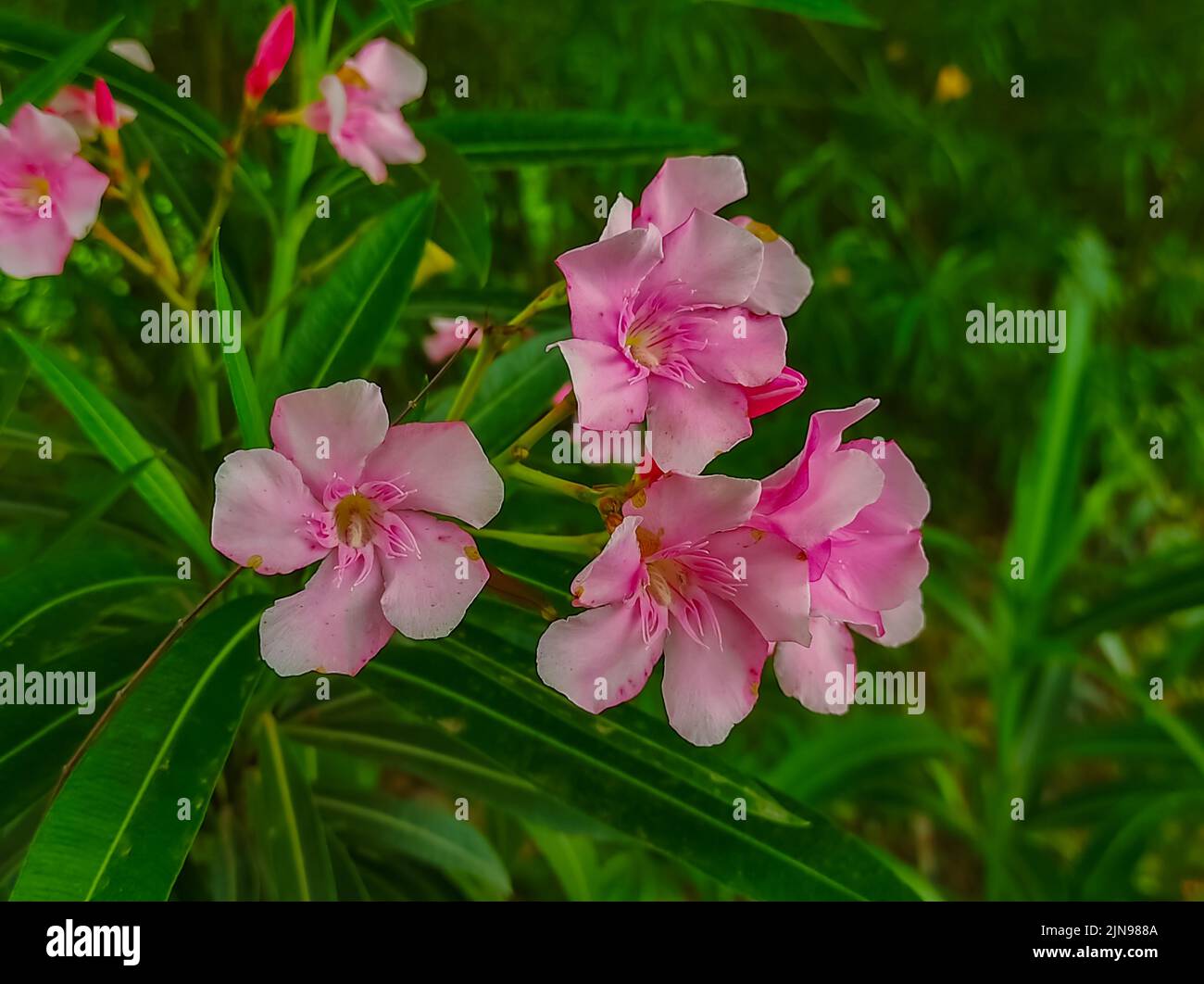 Rokto korobi hi-res stock photography and images - Alamy