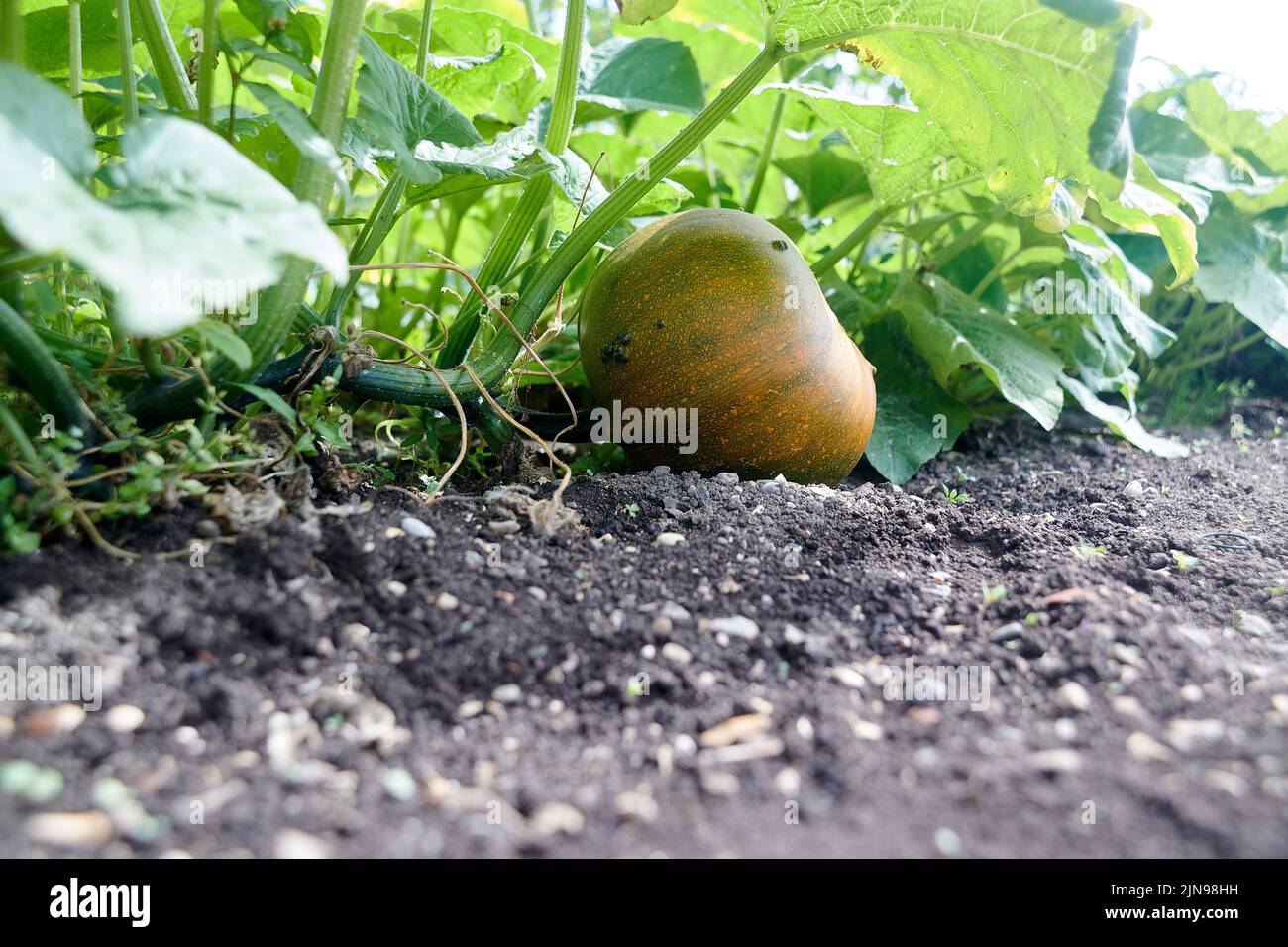 Pumpkin ( Cucurbita moschata) fruiting in East Yorkshire, England, UK ...