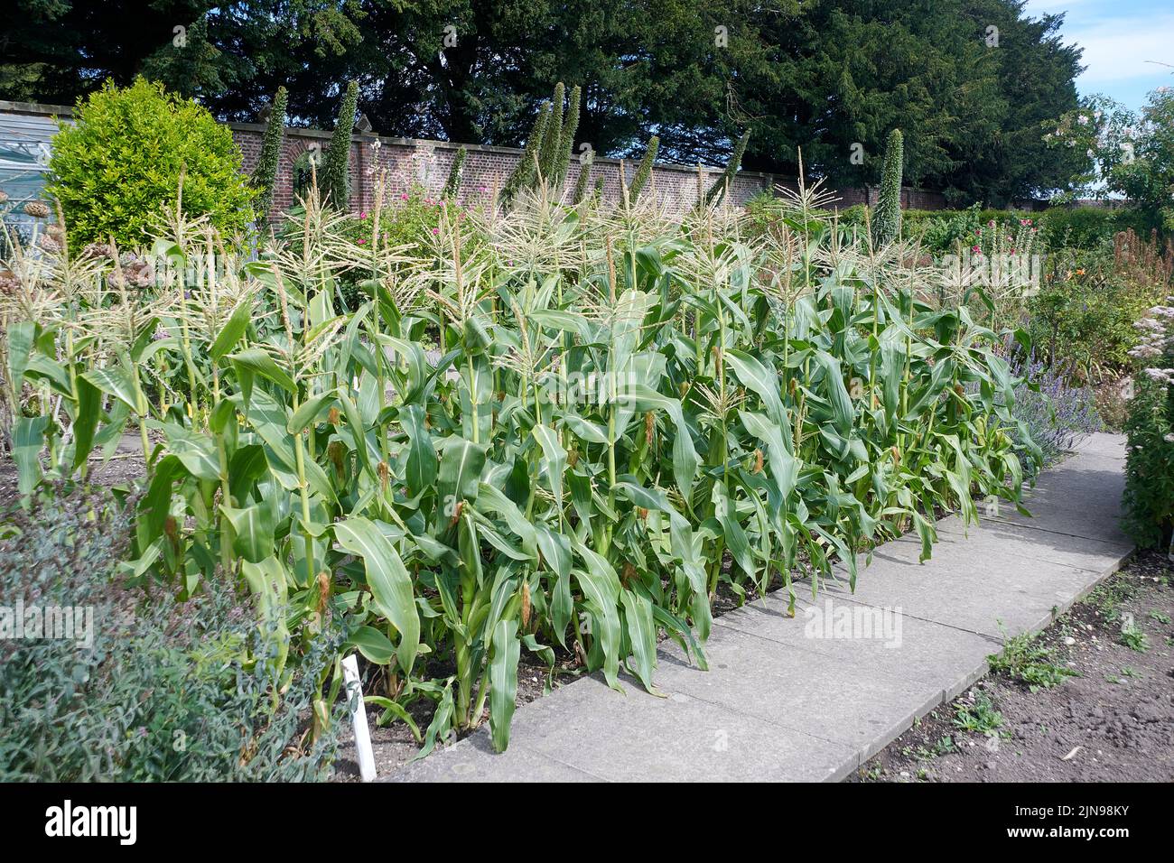 Flowering corn cob hi-res stock photography and images - Alamy