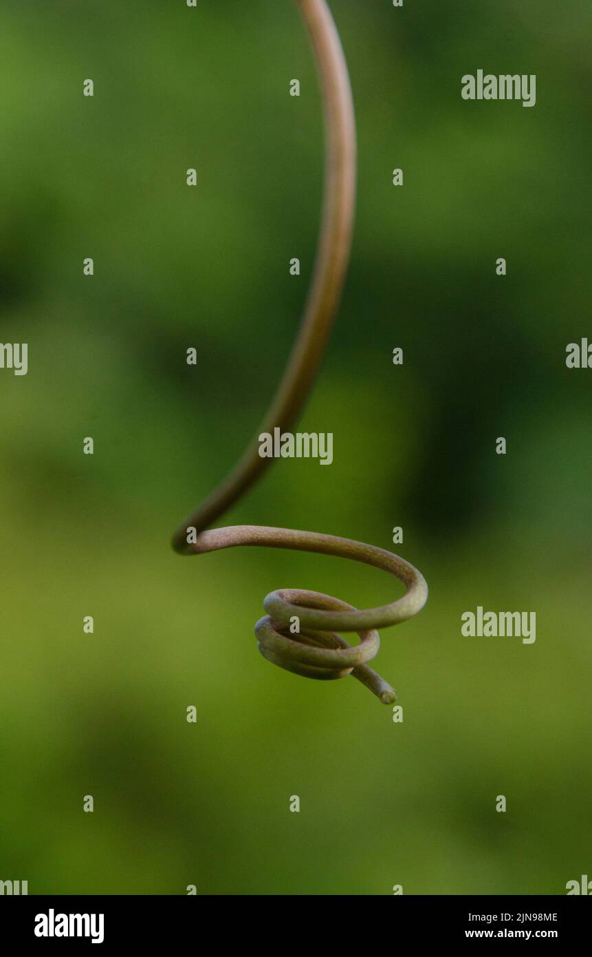 A vertical closeup of a spiral vine isolated on a green background ...