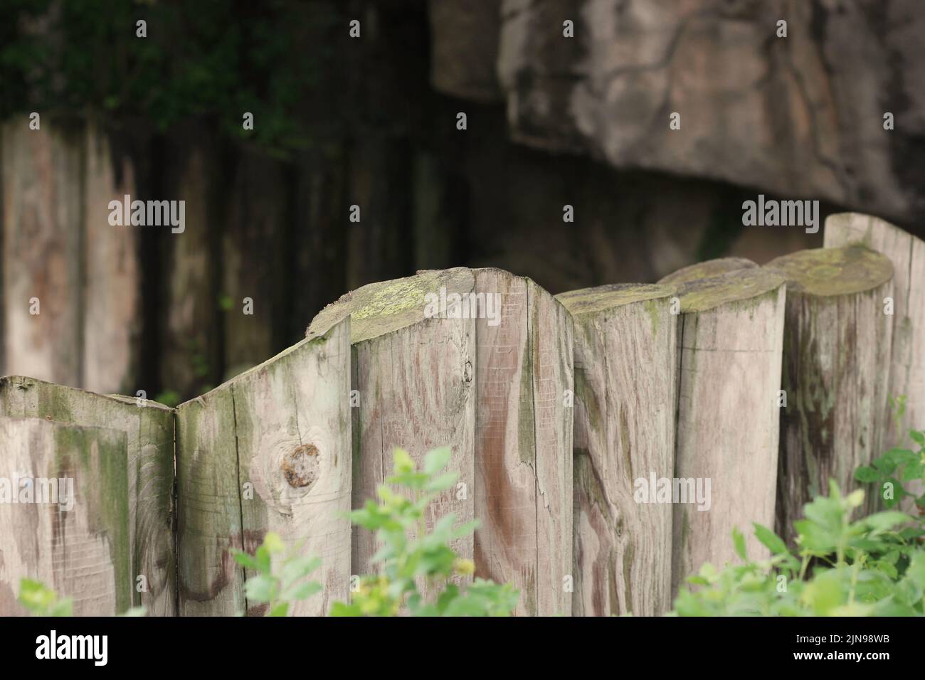 Summer leafy plants growing on the wooden fence posts Stock Photo - Alamy