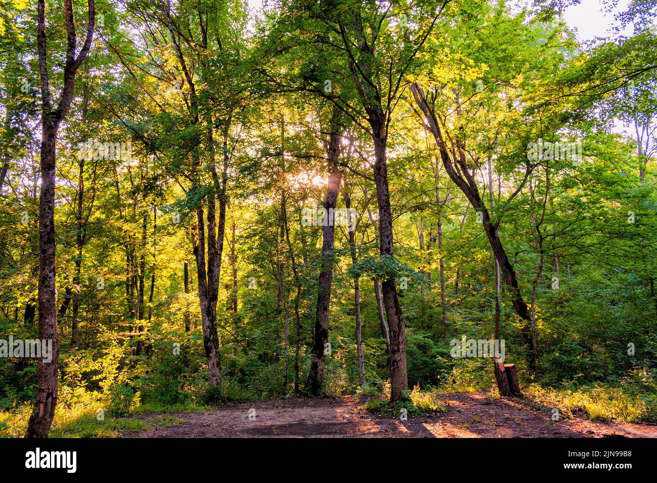 Panorama nature on edge forest hi-res stock photography and images - Alamy