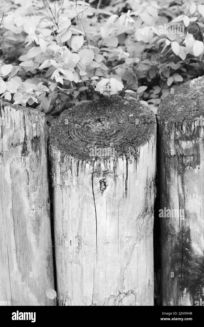 Wooden fence posts lined up as a wall in the garden in black and white ...