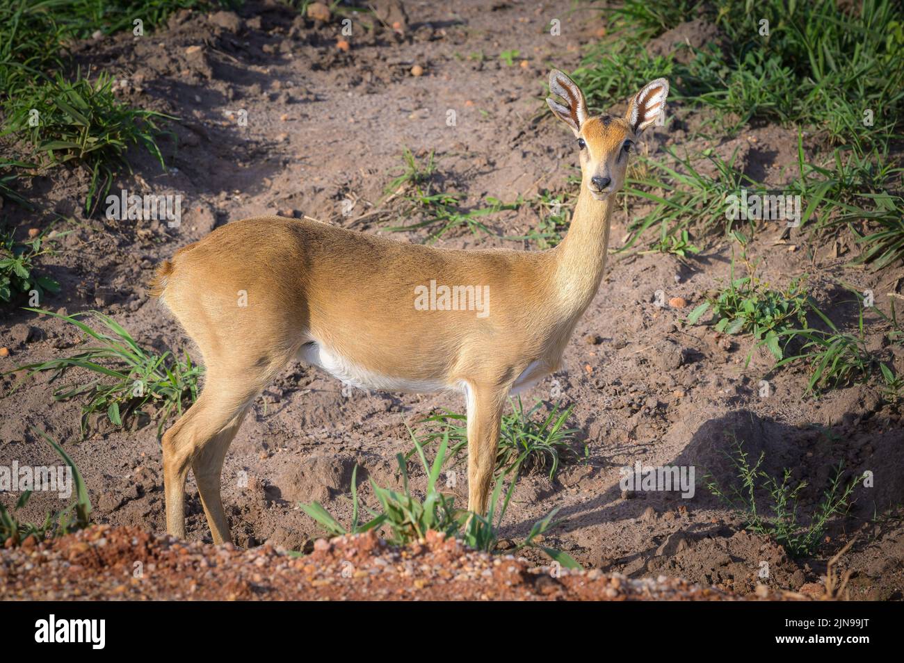 Portrait of an Oribi (Ourebia ourebi) in Murchison Falls National Park ...