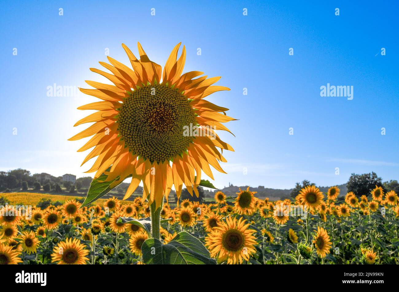 Sunflower landscape in summer large hi-res stock photography and images ...