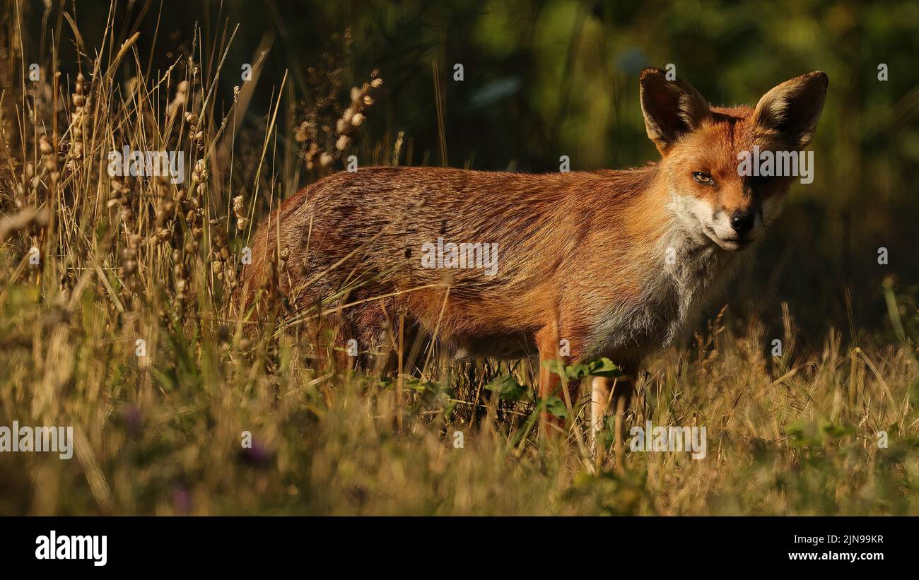 Selective of British Red Fox (Vulpes Vulpes Stock Photo - Alamy