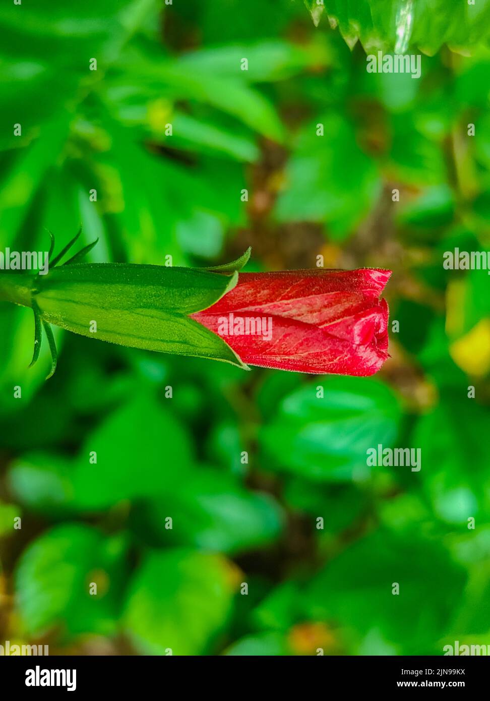 A Fresh Green Hibiscus Rosa Sinensis Flowers Plants In A Garden Photo ...
