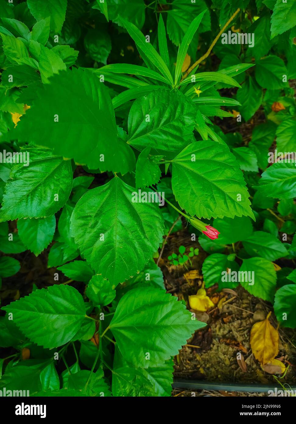 A Fresh Green Hibiscus Rosa Sinensis Flowers Plants In A Garden Photo ...