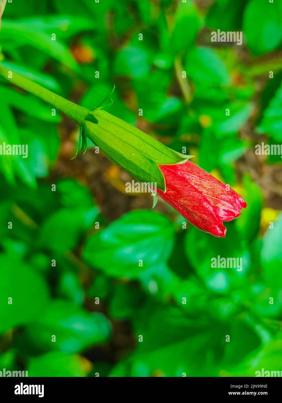 A Fresh Green Hibiscus Rosa Sinensis Flowers Plants In A Garden Photo ...