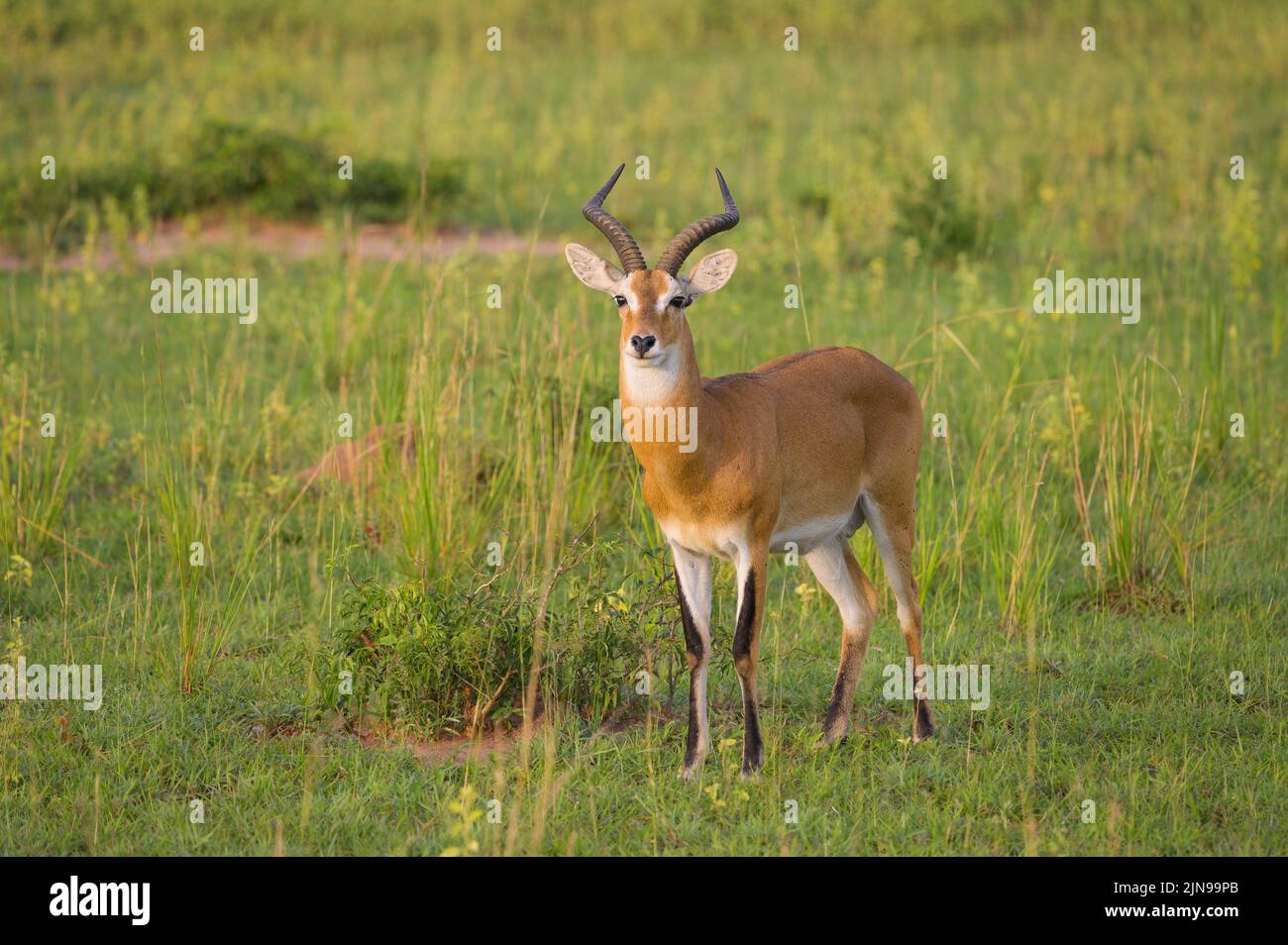Portrait of an Ugandan kob (Kobus thomasi) in Murchison Falls National ...
